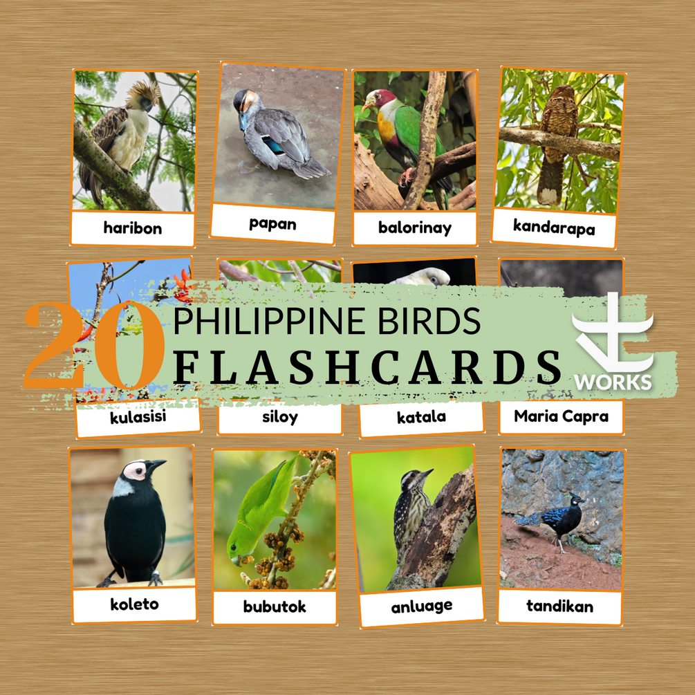 Philippine Birds Flashcards