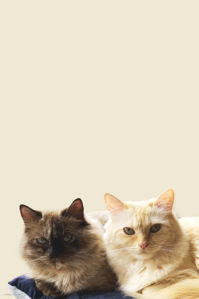 Ridley and Mary-Lou Together / Cat-themed MOBILE Wallpaper Bundle in 8 ...