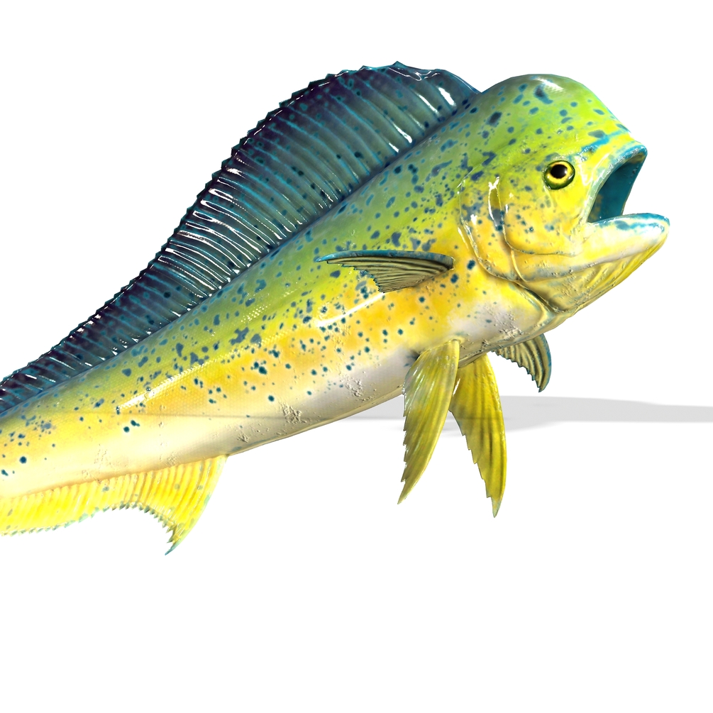 DORADO FISH TROUT PEA SHARK SALMON 3D MODEL BASS OCTOPUS ANIMATED 3D ...