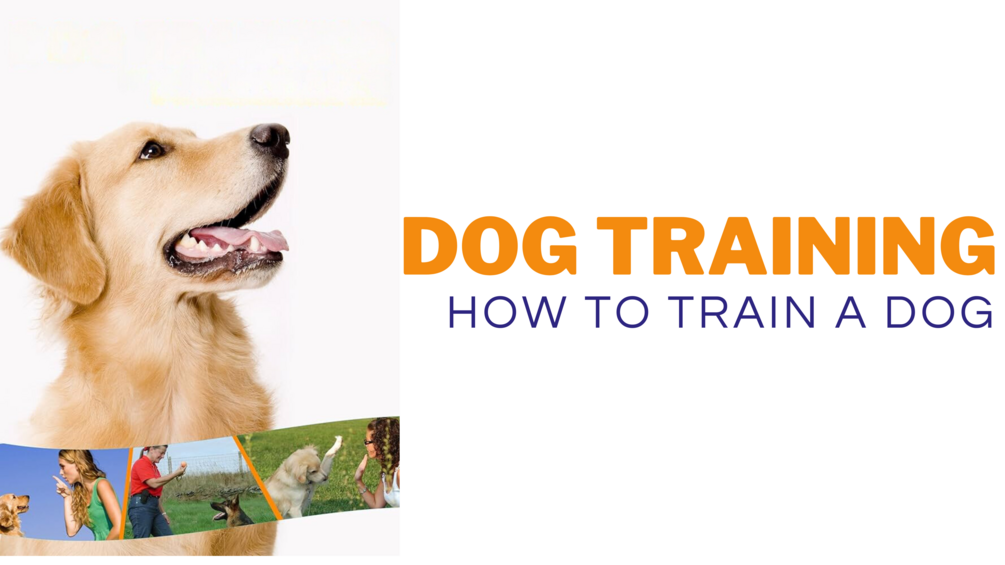 Mastering Dog Training: The Ultimate Guide to a Well-Behaved Pup