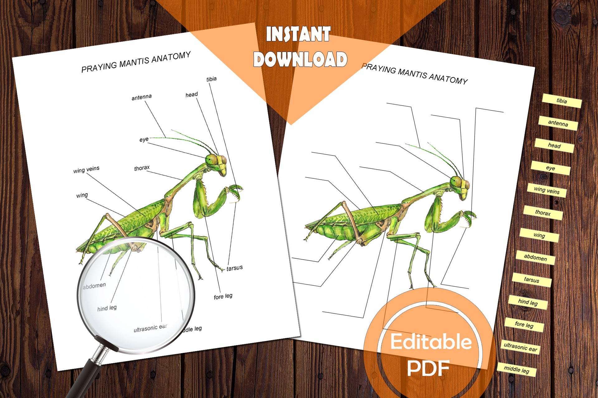 PRAYING MANTIS ANATOMY AND LIFE CYCLE, Body parts, diagram and activities