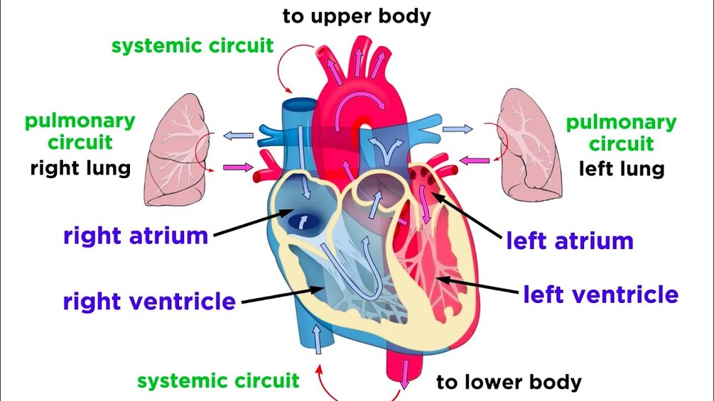 How Your Heart Circulates Blood Throughout Your Body