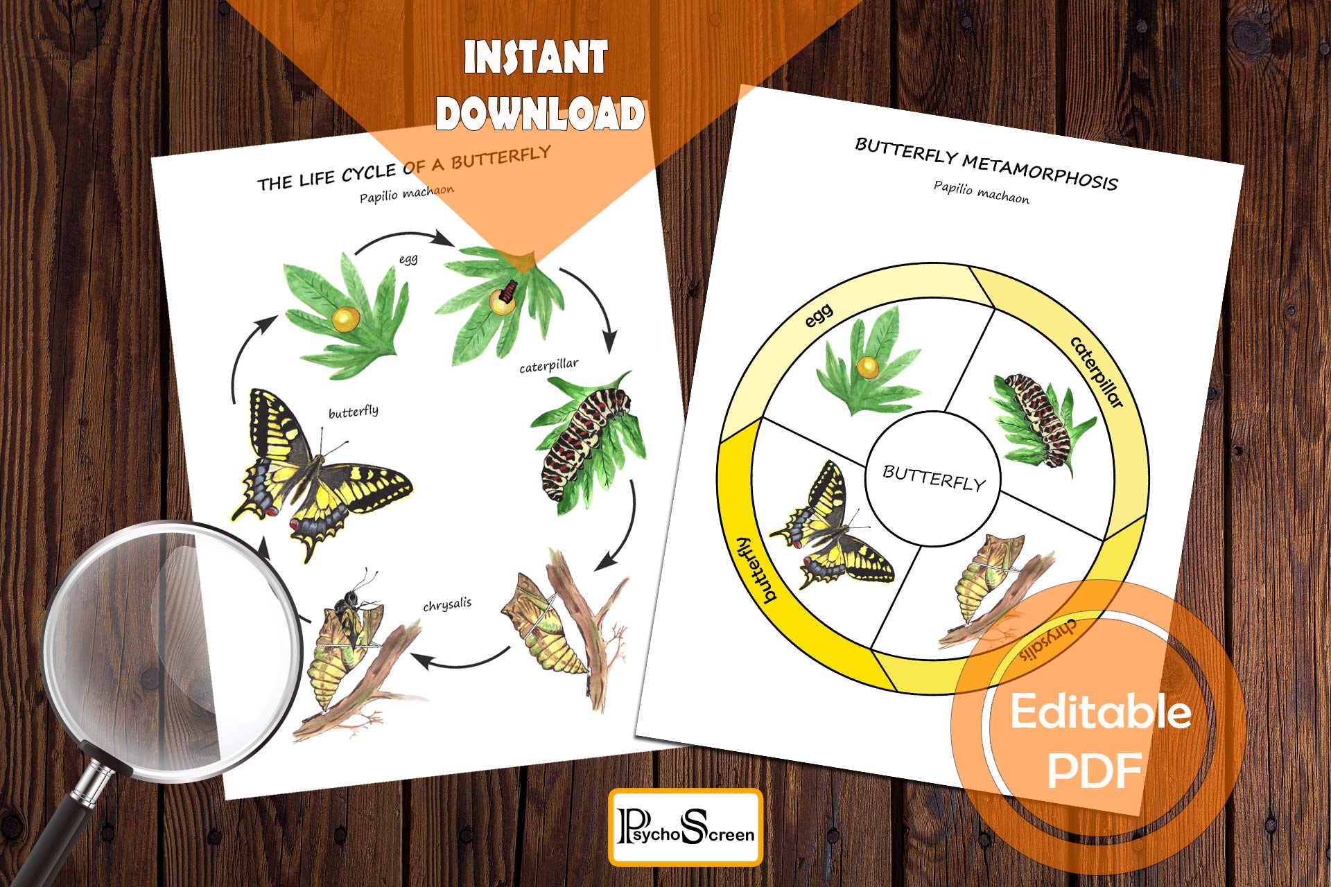 BUTTERFLY Unit study: Anatomy & Life Cycle, Body parts, Insect study ...