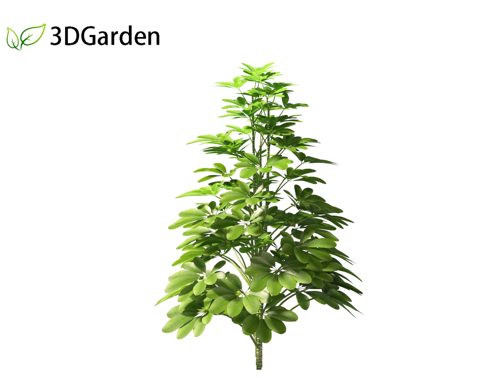 Schefflera octophylla – umbrella plant 01 3D Model