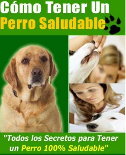 COMO TENER UN PERRO SALUDABLE