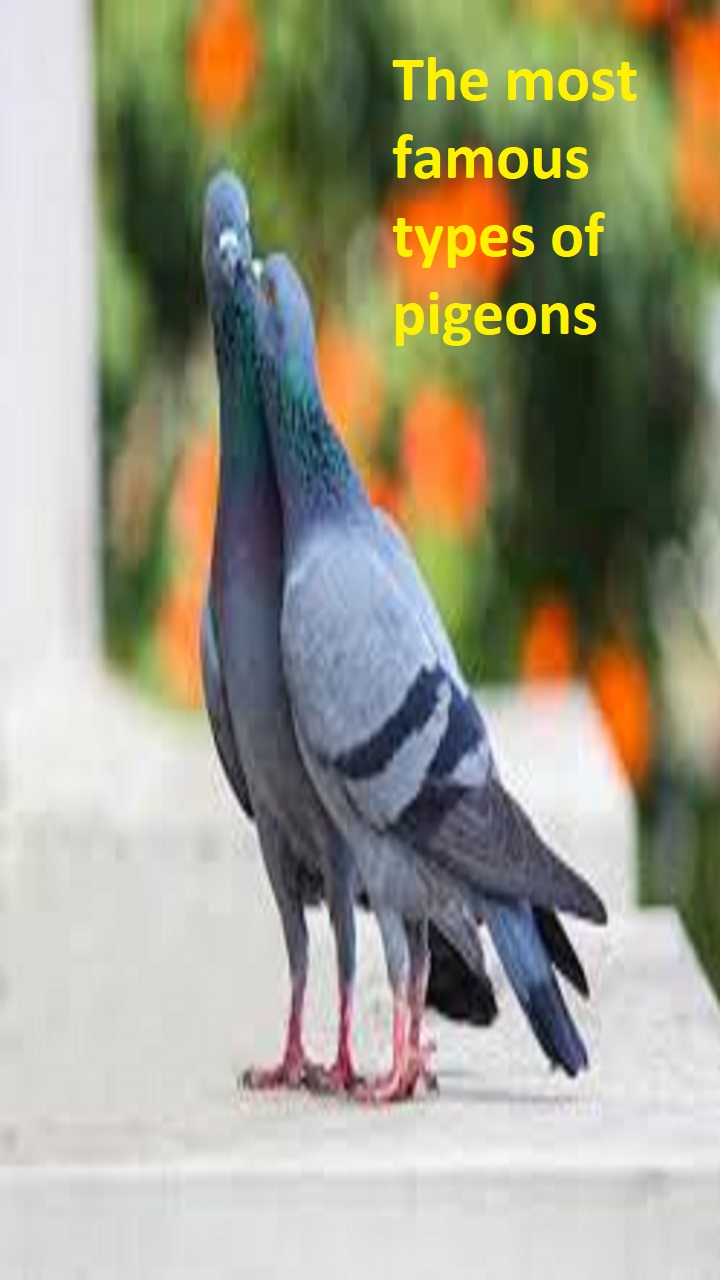 The most famous types of pigeons