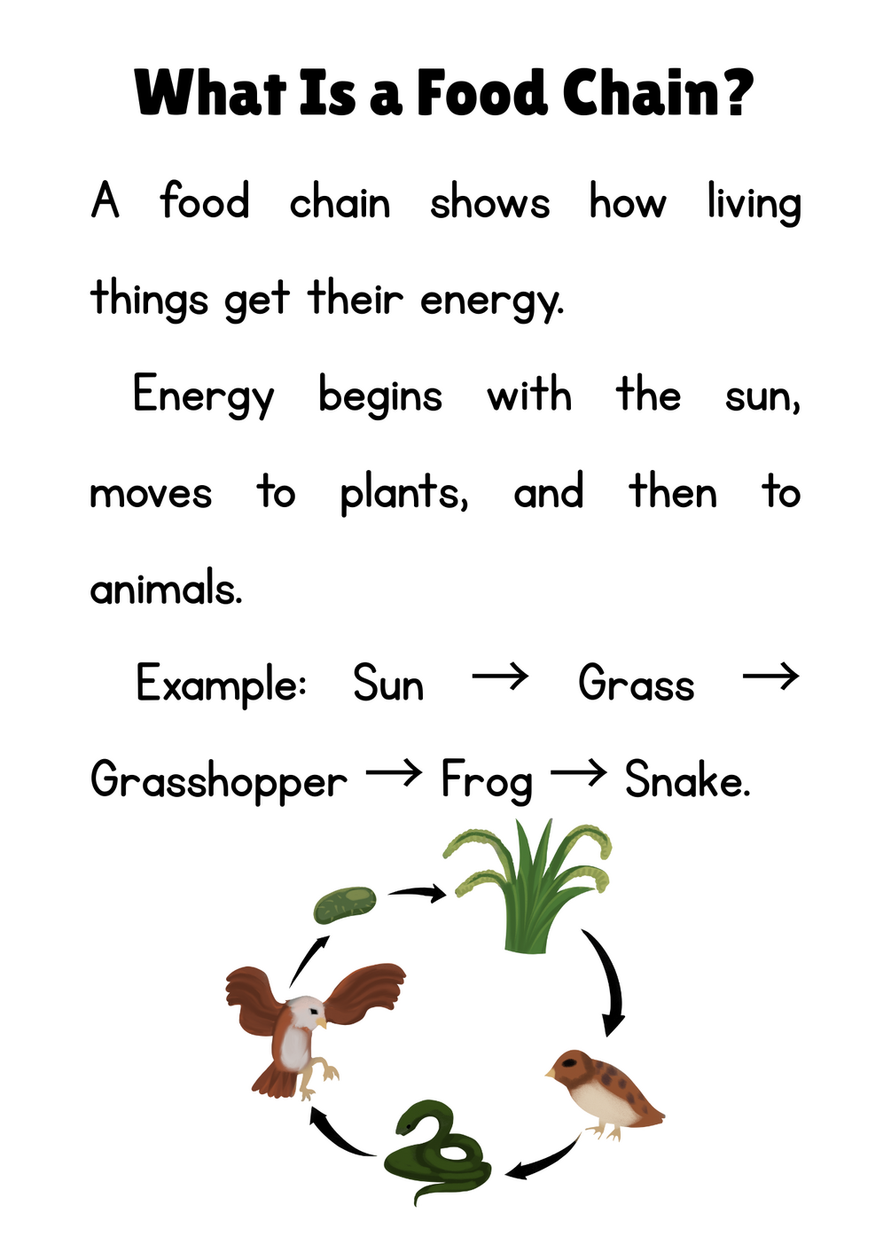 Food Chains & Food Webs Workbook | Science Activities for Kids ...