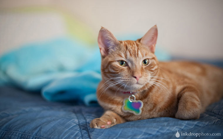 Roofus - 01 - Retina