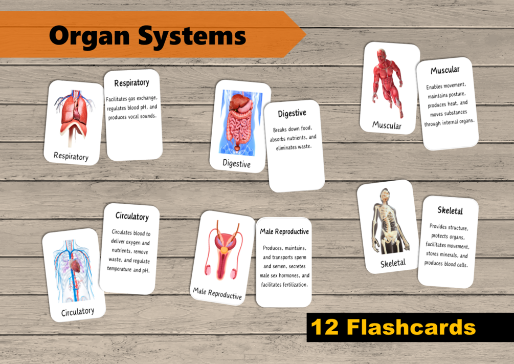 Human Organ Systems Flashcards (Realistic & Editable PDF)