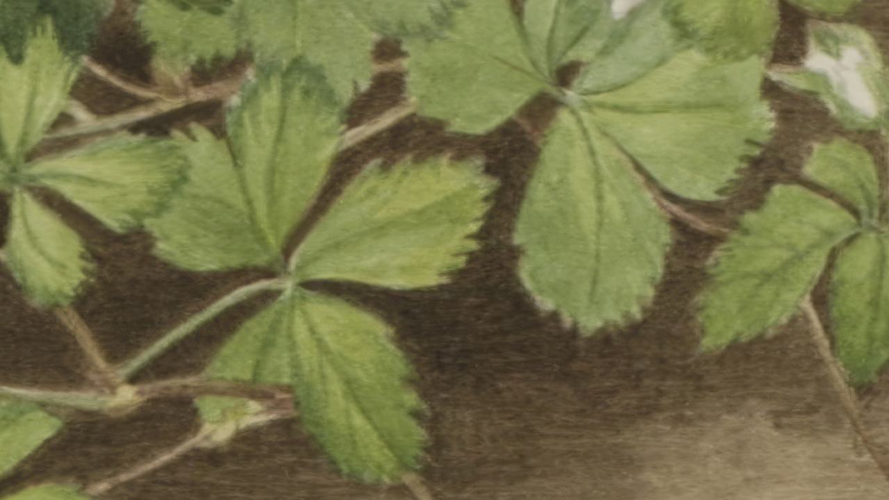 Red Dewberry Rubus pedatus by Mary Vaux Walcott