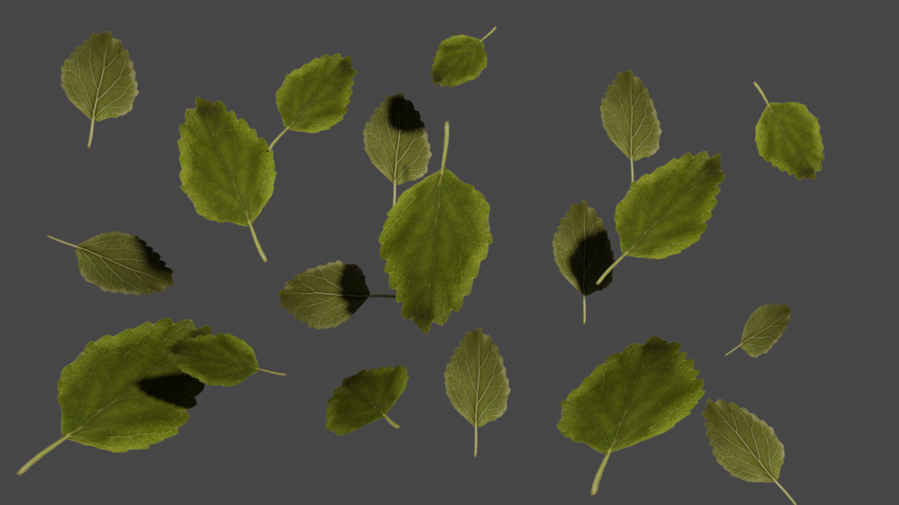 Photographed leaf texture 5