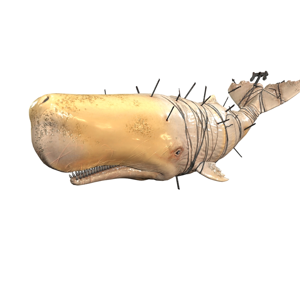 WHALE SPERM WHALE MOBY DICK ORCA 0 KILLER WHALE DOLPHIN FISH SEA ...