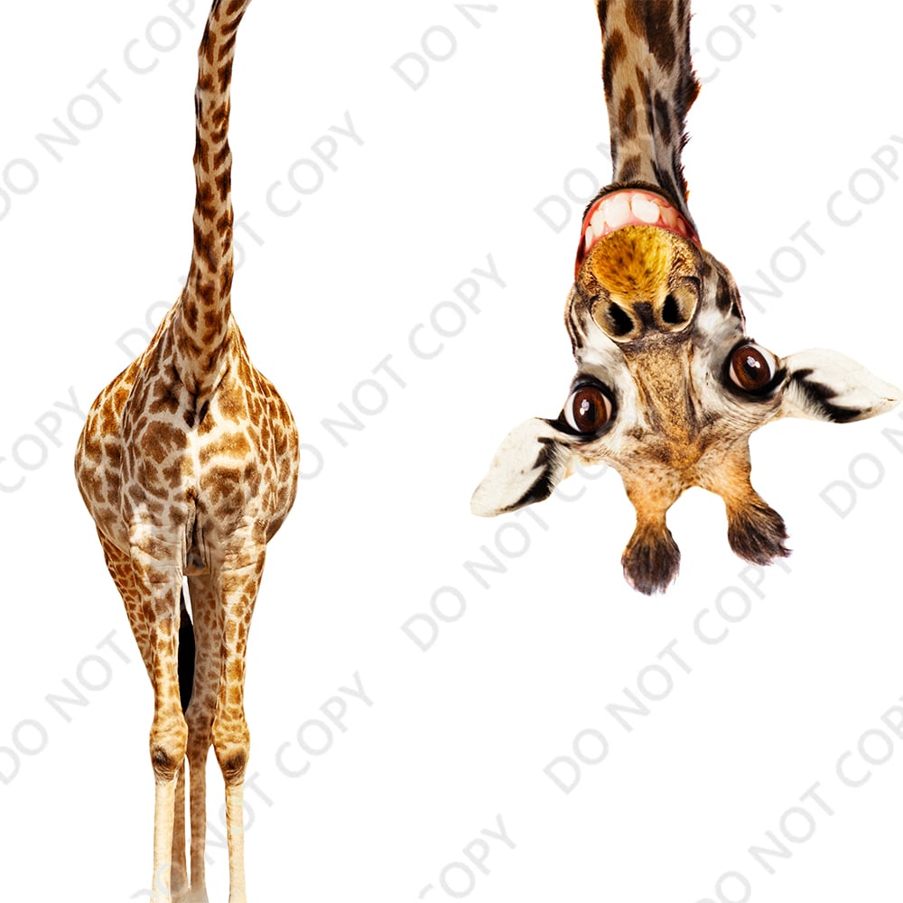 Fun cute upside down portrait of giraffe on white, Giraffe Watercolor Clipart, digital download ...