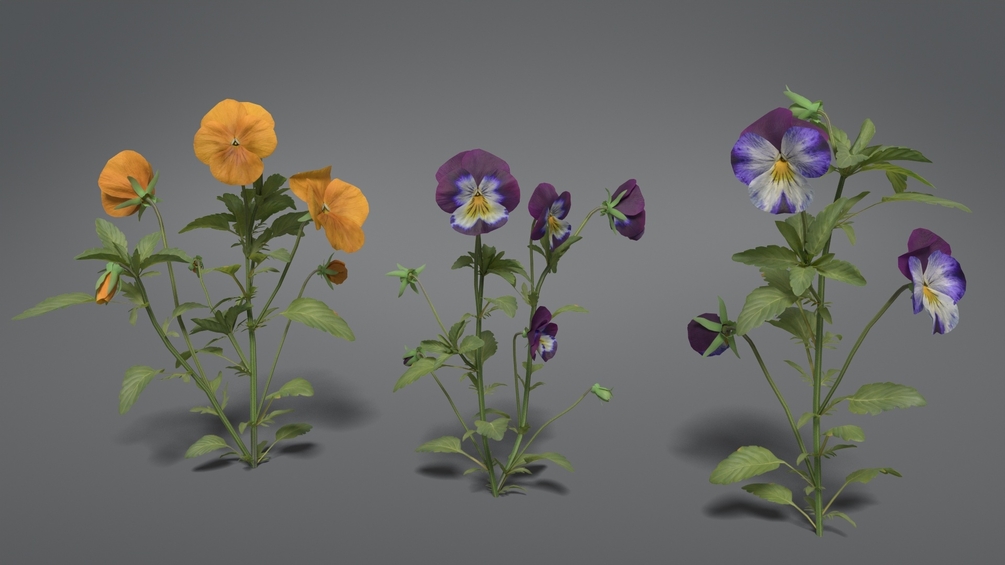 Pansy | VFX Grace 3D model