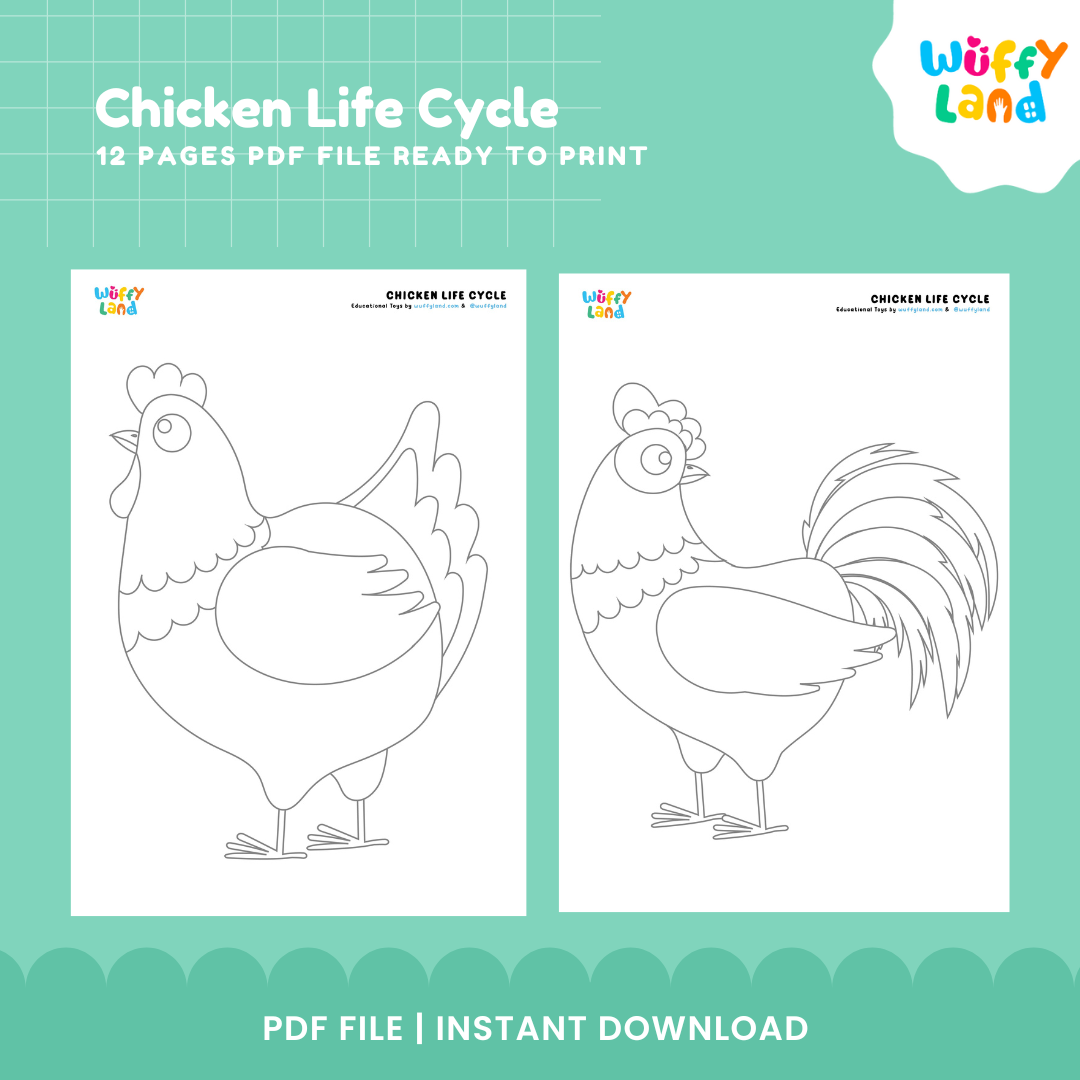 Chicken Life Cycle Printable - Educational Activity for Kids