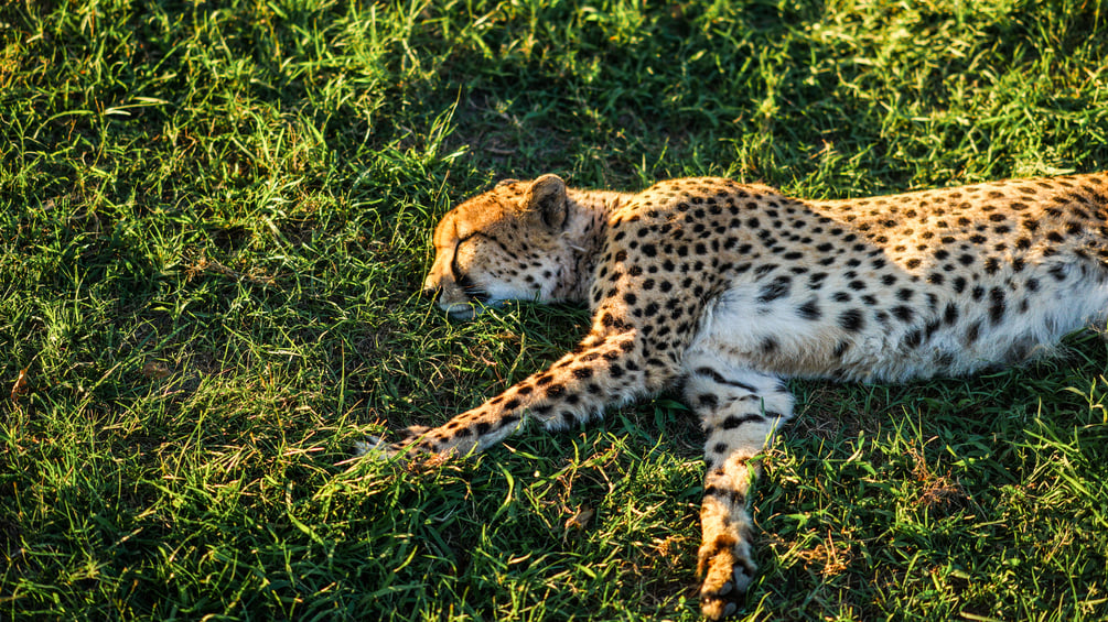 animal_001_cheeter_4K_16:9