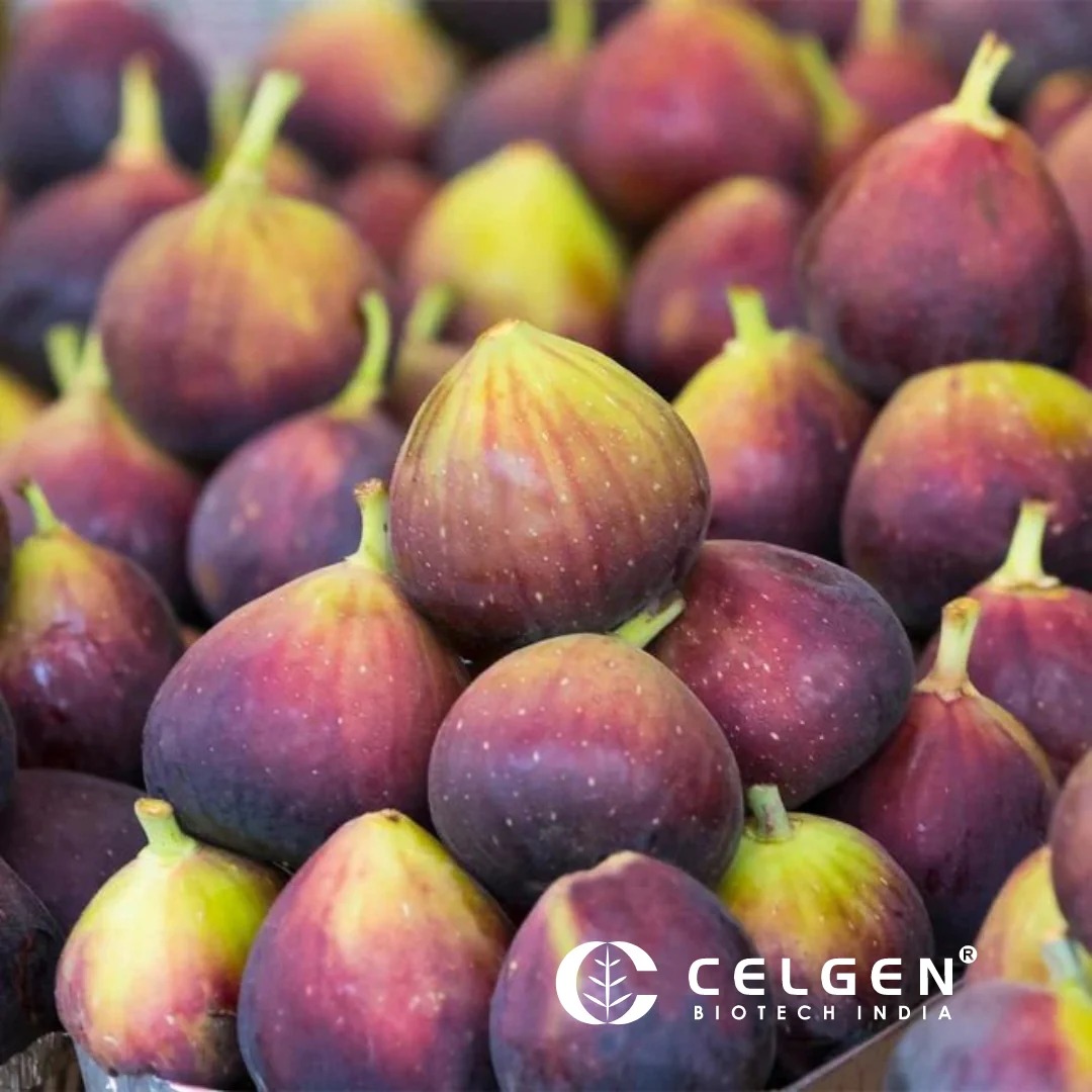 Purchase LSU Gold Fig Plant -Ficus Carica by Celgen Biotech