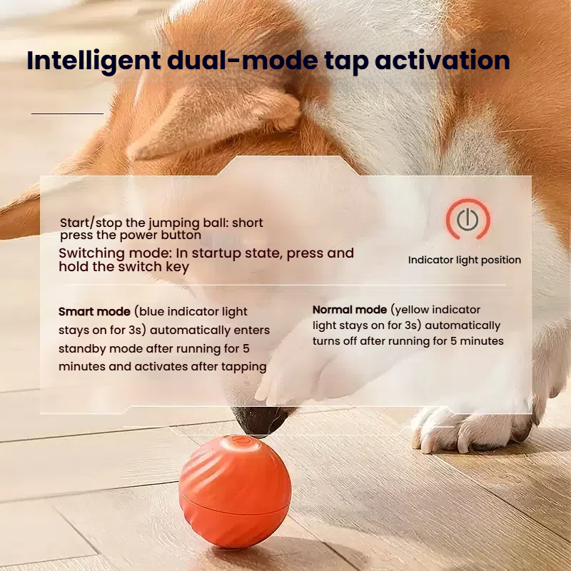 Unleash Endless Fun and Adventure with Pet Gravity!