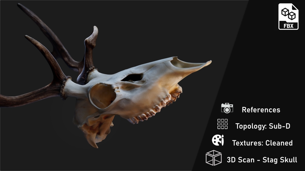 Stag Skull_3D Scan