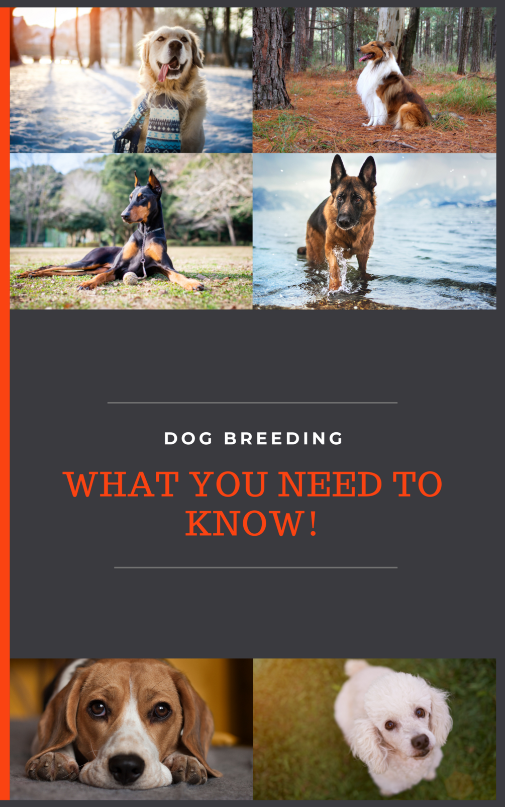 Dog Breeding - What you need to know!