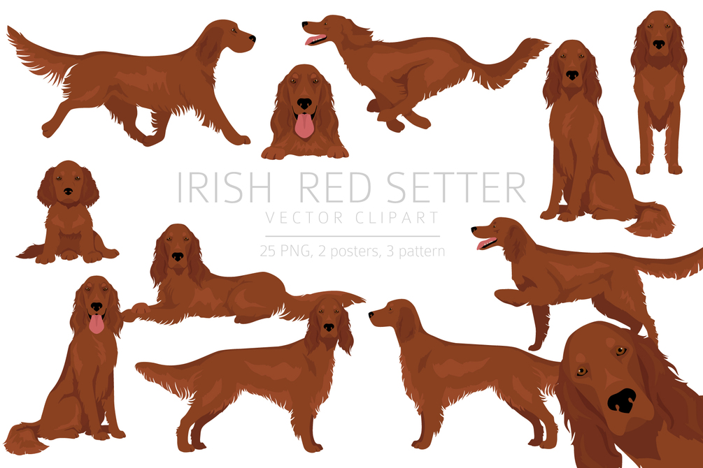 Irish Red Setter clipart