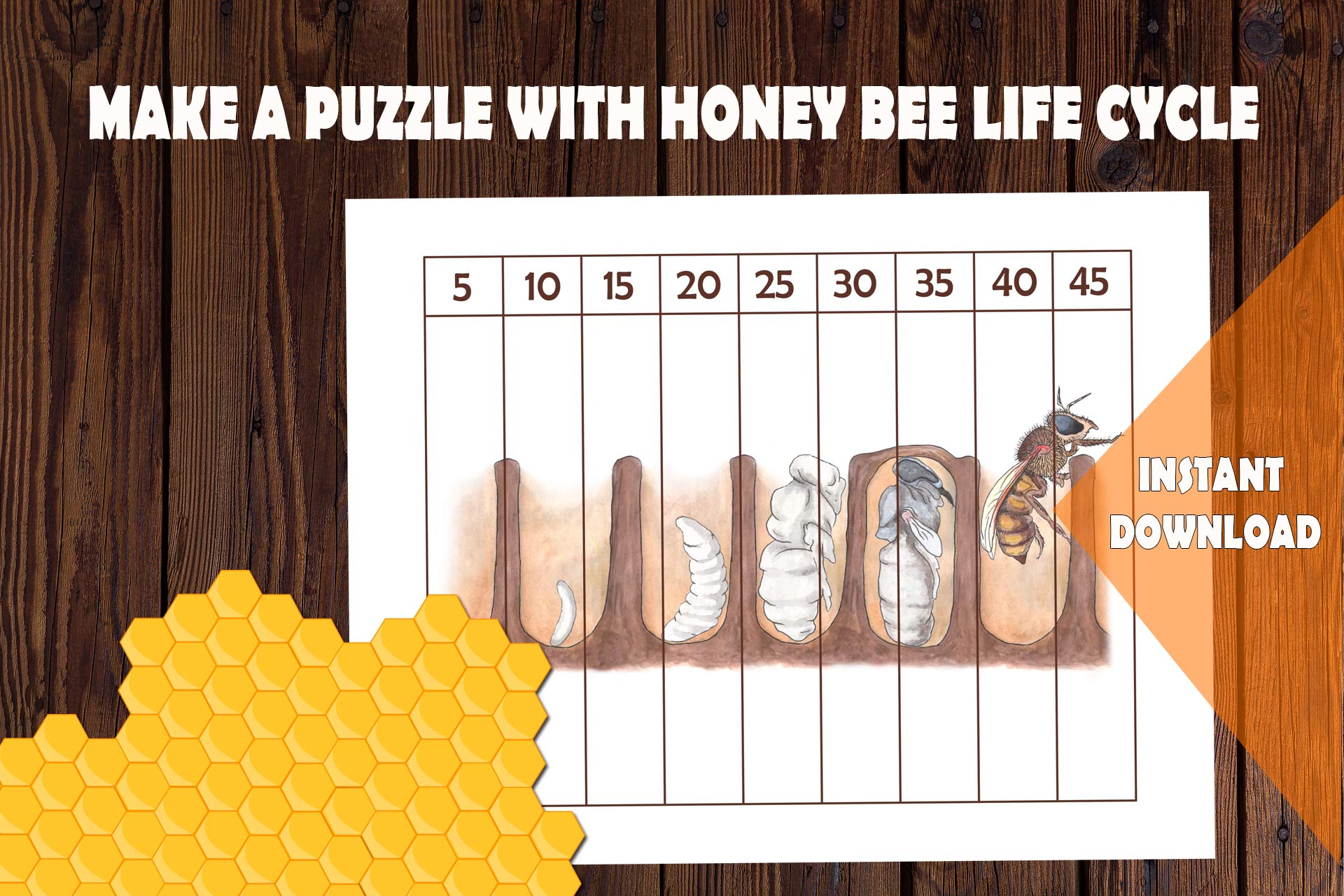 Honey bee ANATOMY & LIFE CYCLE, Body parts, Diagram, Printable handmade ...