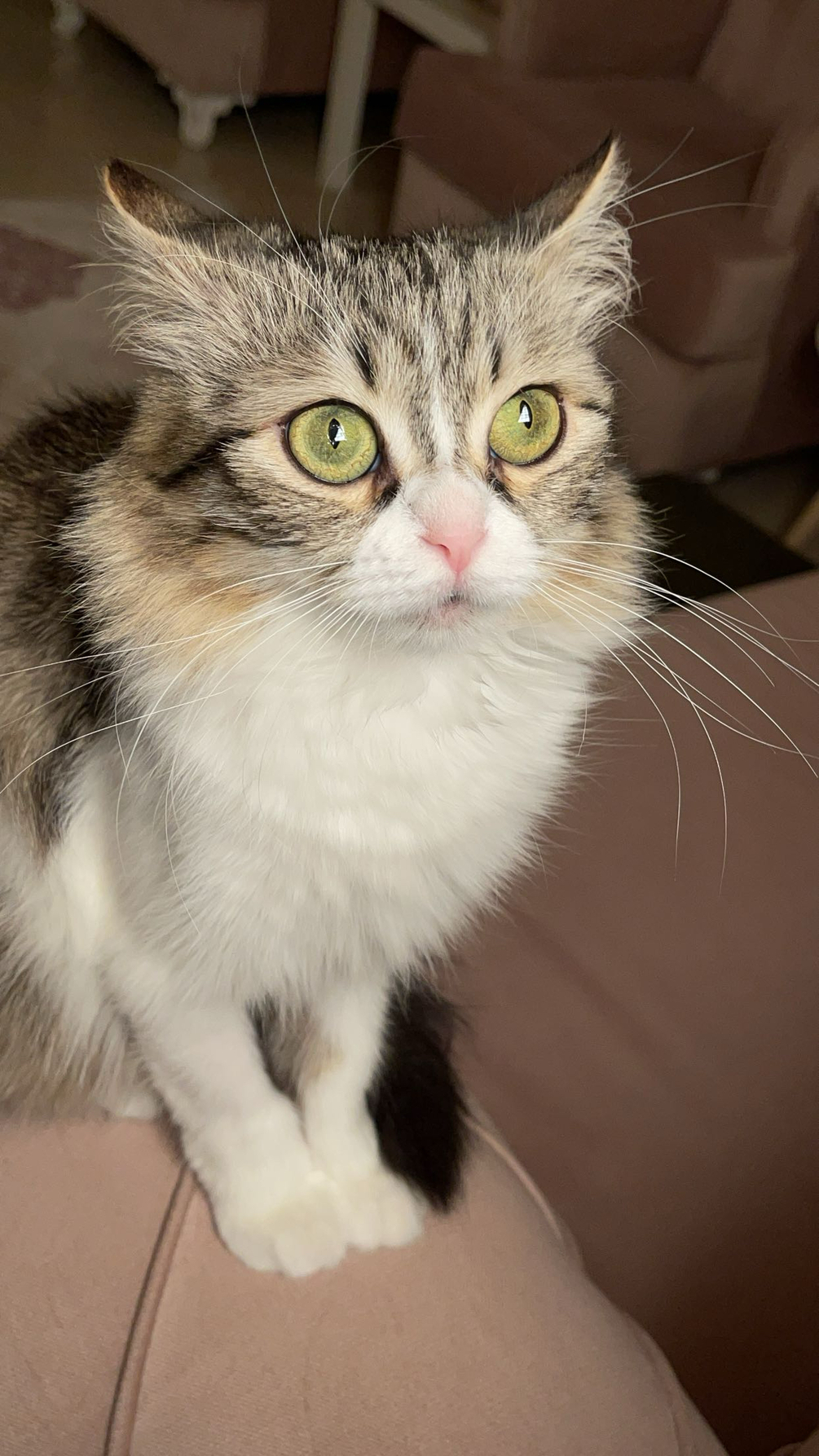 picture cat