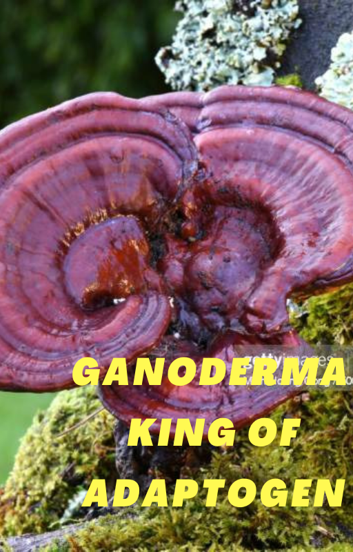 GANODERMA king of adaptogen