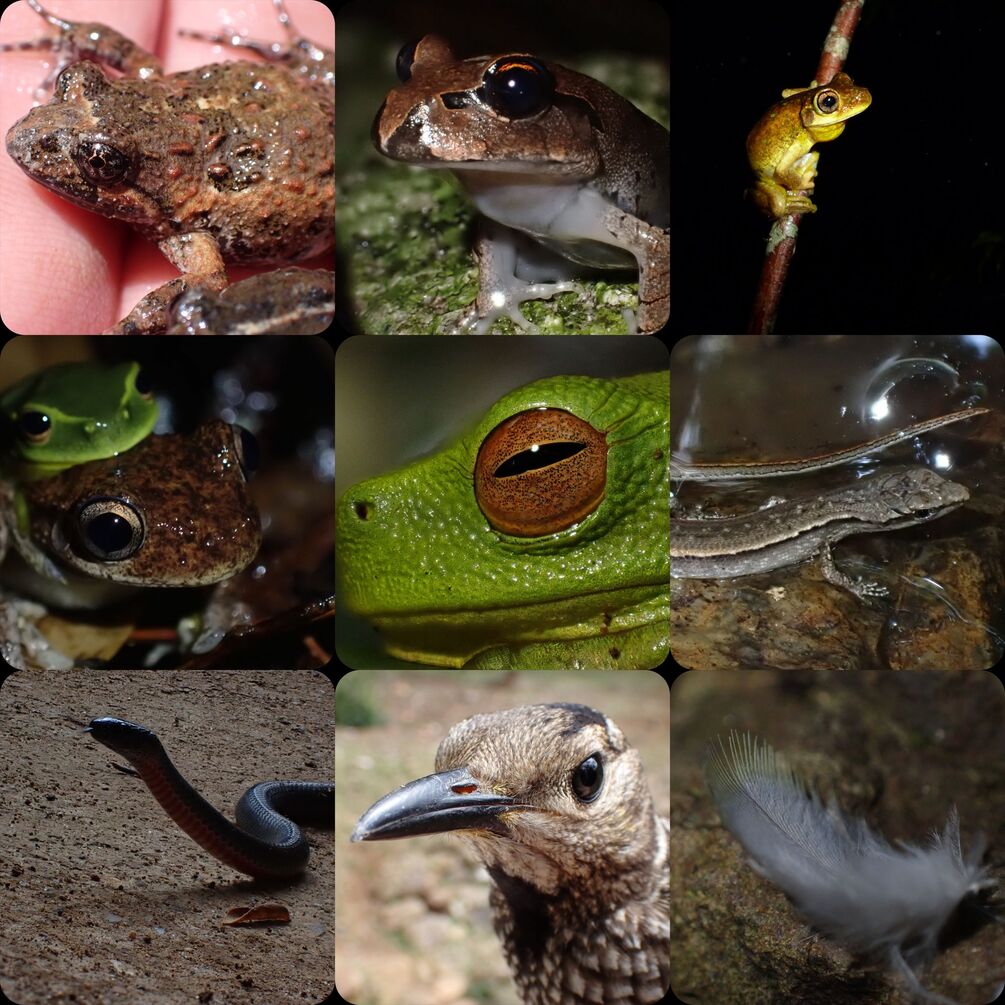 EARTHLING CARDS Part 14 ANIMALS vertebrate frog lizard bird ...