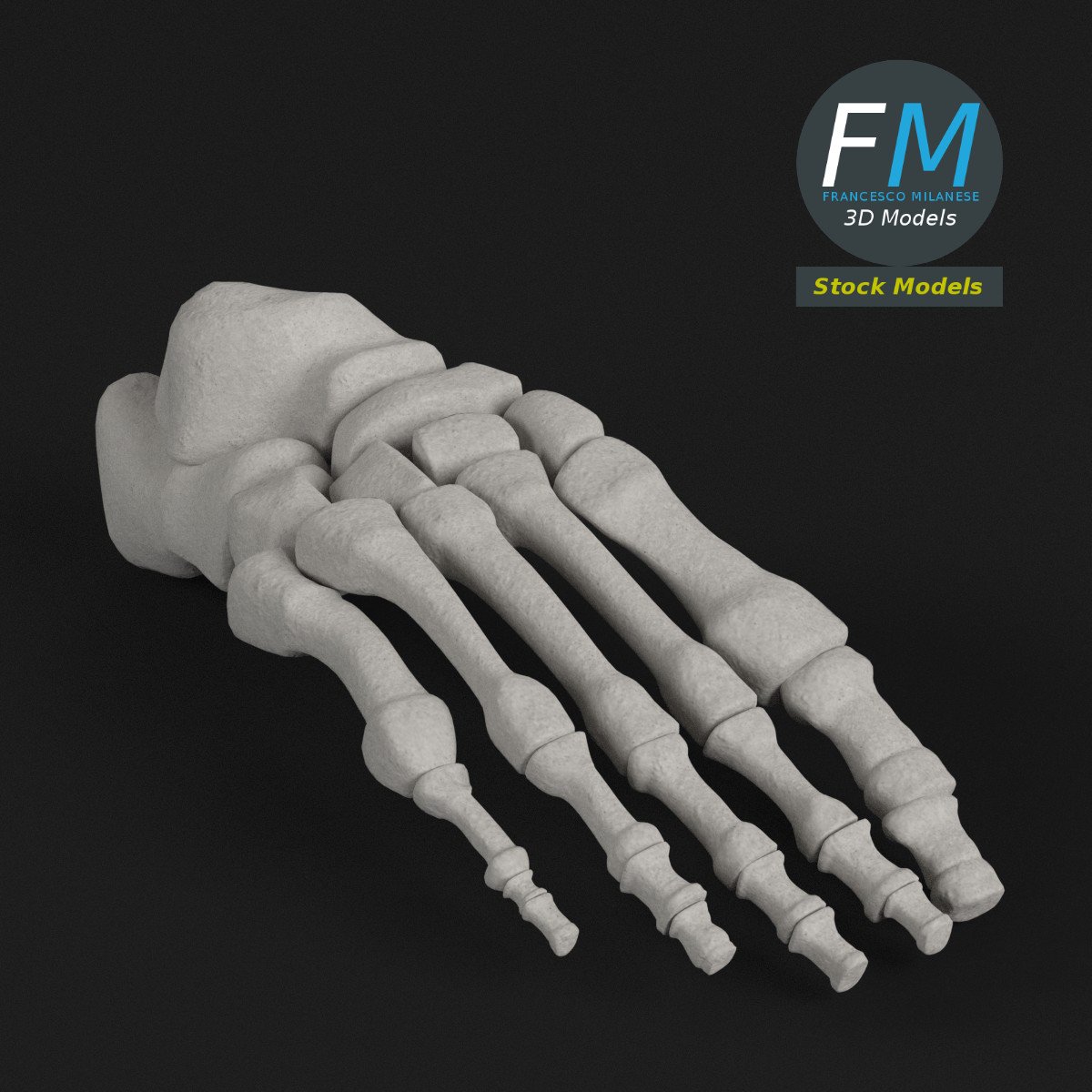 3D MODEL - Anatomy - Human foot bones