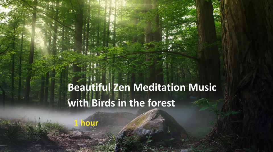 Beautiful Zen Meditation Music With Birds In The Forest