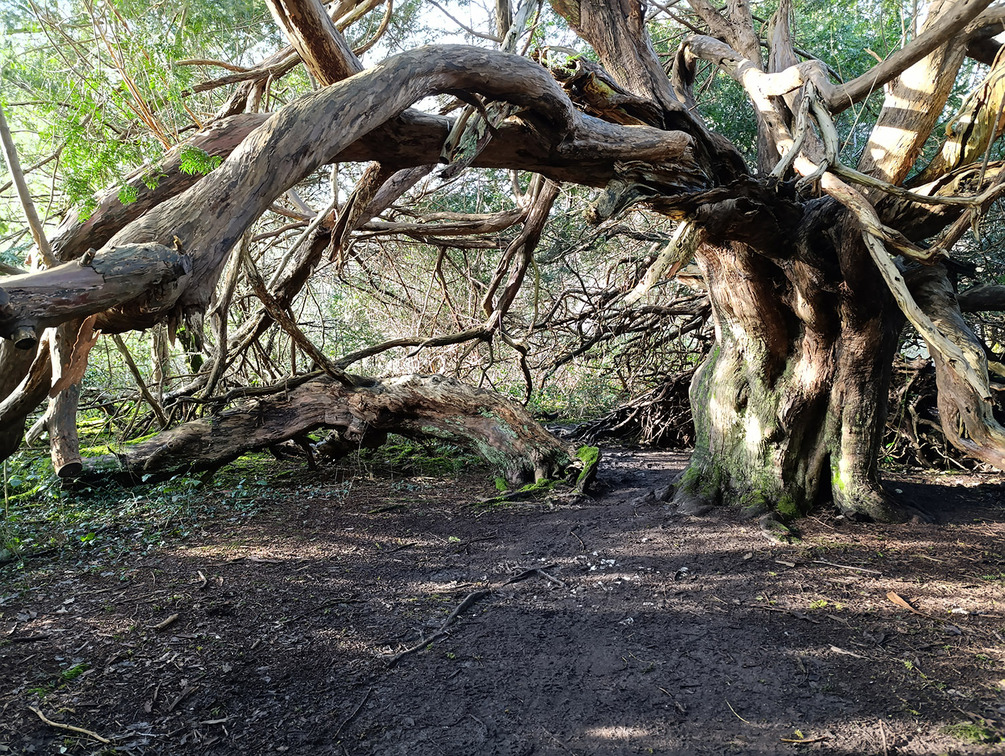 Amazing UK Natural Heritage - Kingsley Vale - Day 02