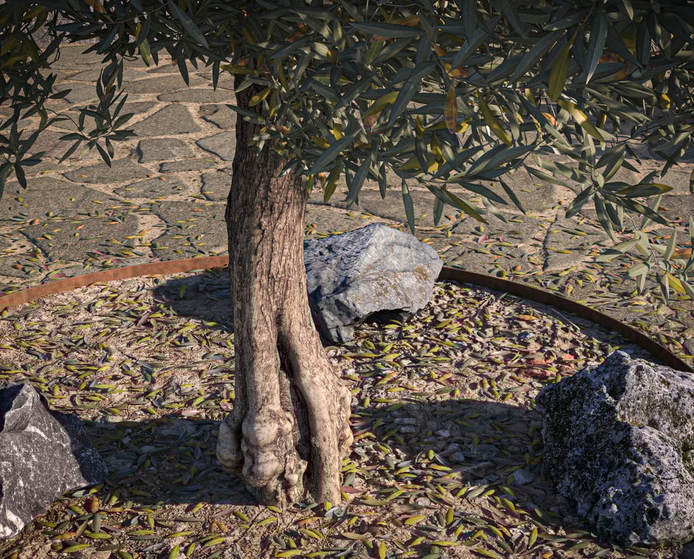 Olive tree 7 v_2.0