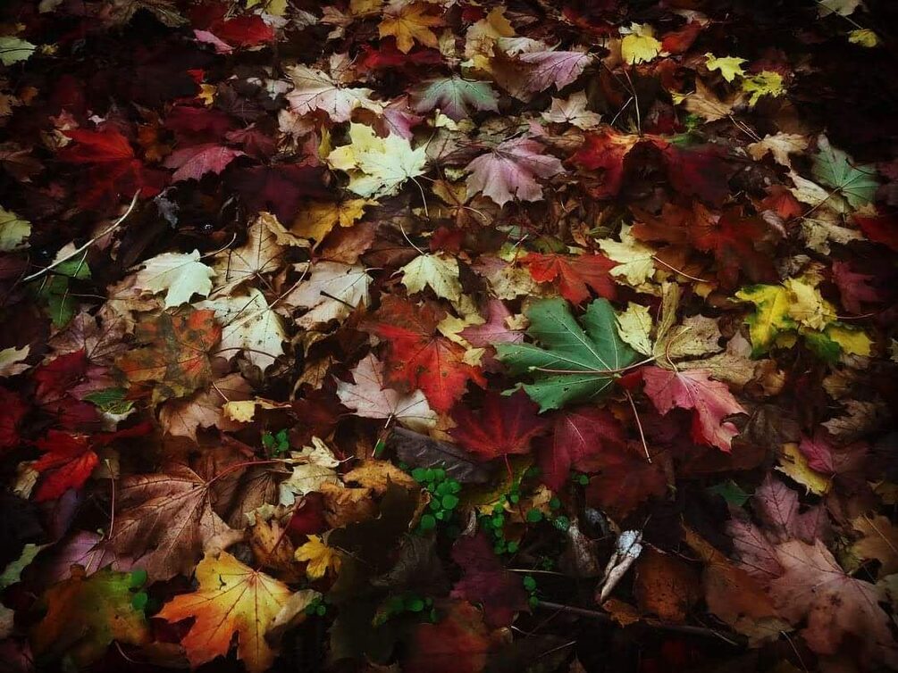 BOOKS BY MARTINO ISOL