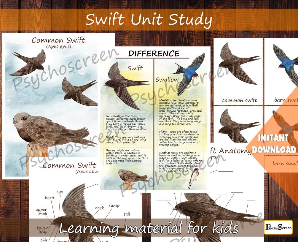 SWIFT Unit Study: MINI Printable swifts set, Common swift bird