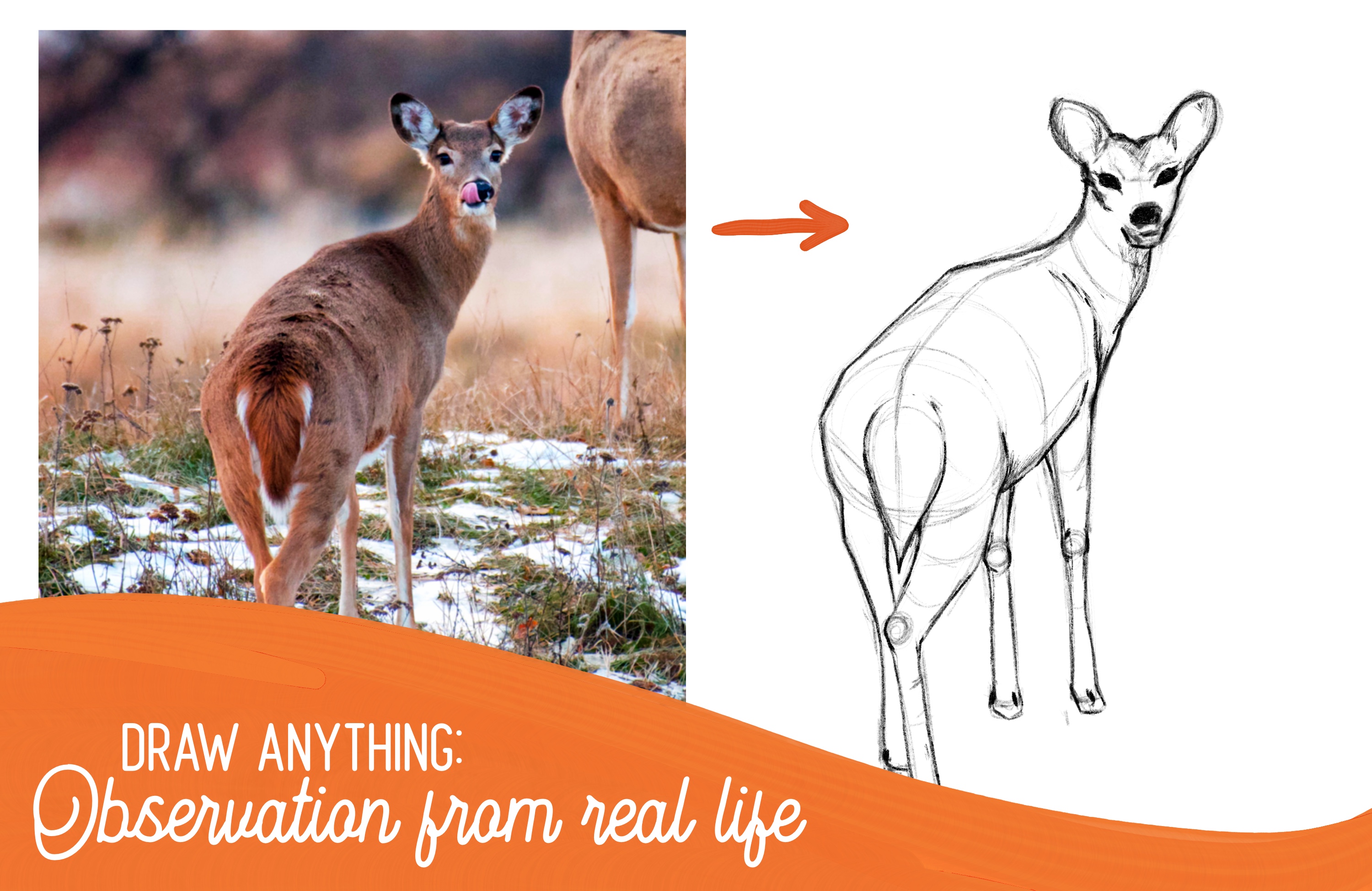 🌸 NEW tutorial: draw ANYTHING using observation 🌸 - lysified ...