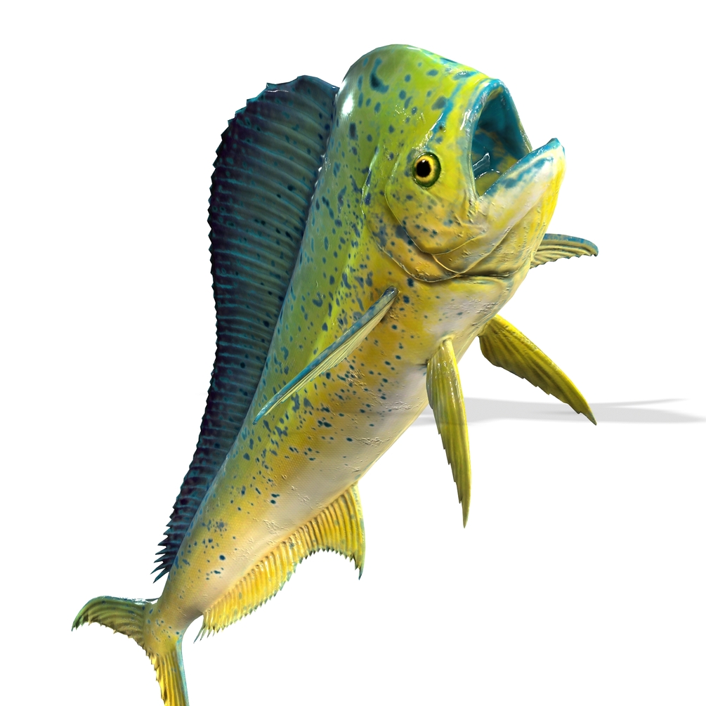 DORADO FISH TROUT PEA SHARK SALMON 3D MODEL BASS OCTOPUS ANIMATED 3D ...