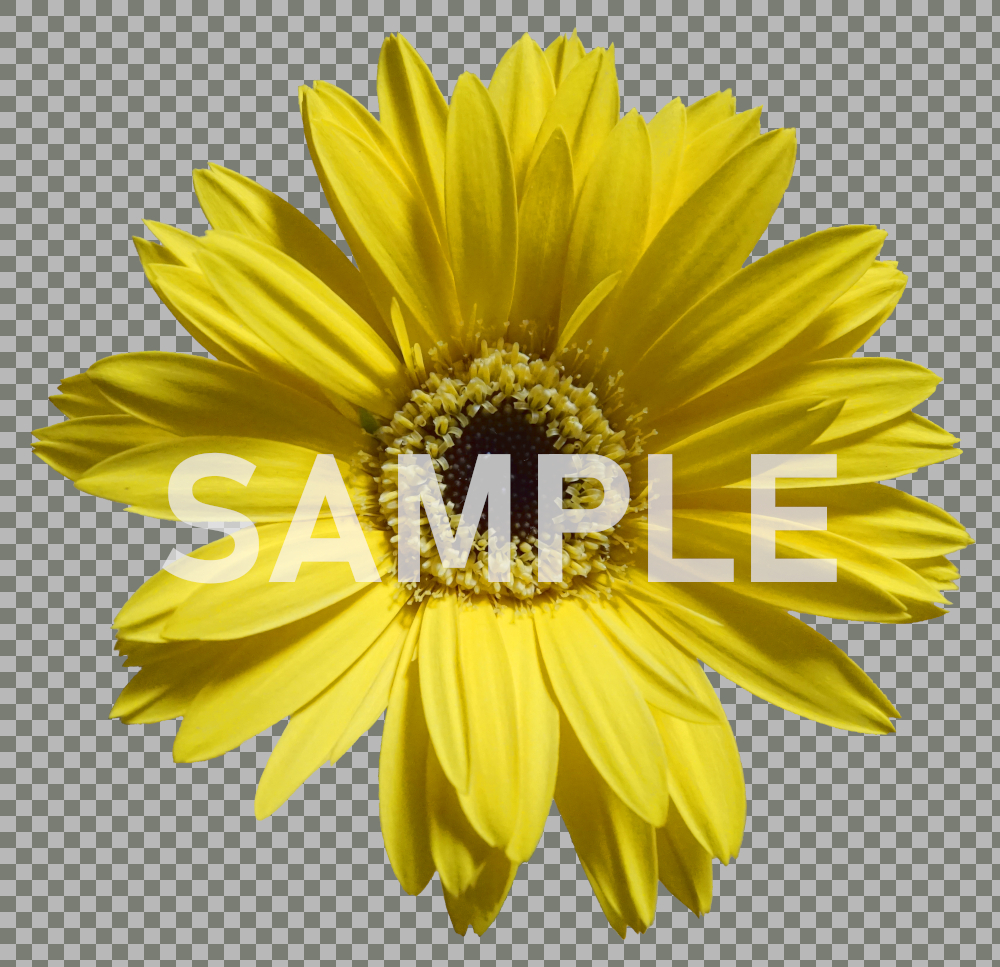 [Transparent PNG] Yellow Gerbera Flower
