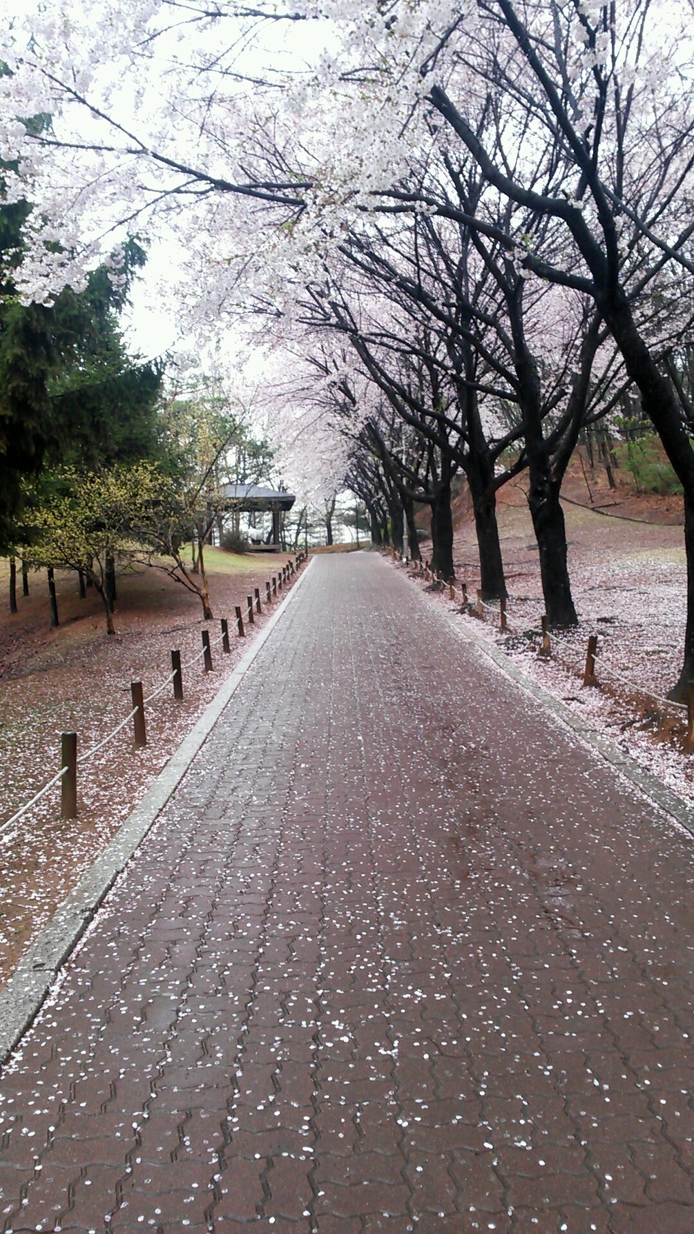 photos of Korea ( Seoul, Busan, Jeju )