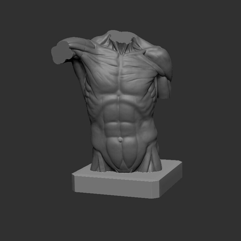 Torso Houdon Ecorche