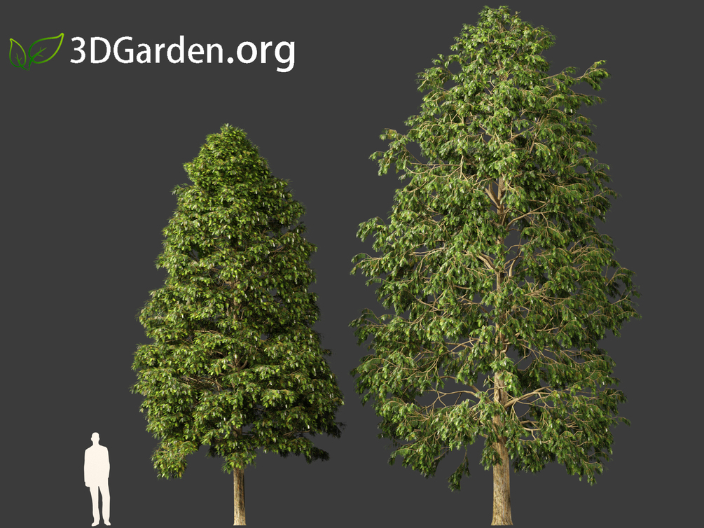 Metasequoia glyptostroboides – Dawn redwood 02 3D Model