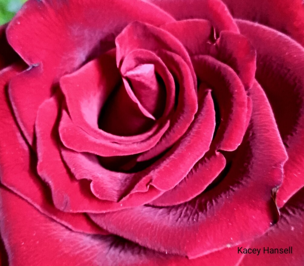 Kacey Hansell Photography