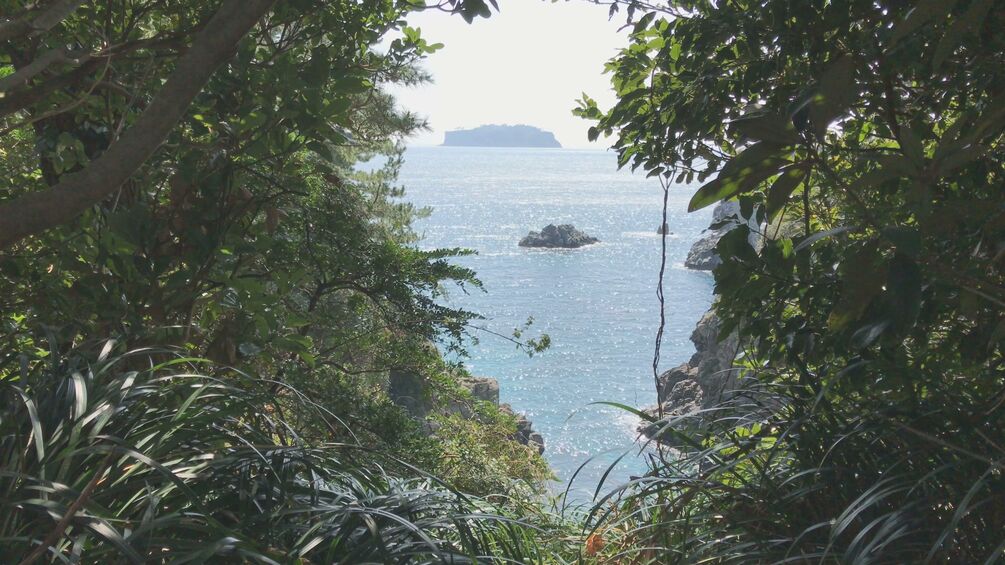 [4K] Ocean View from the Jungle