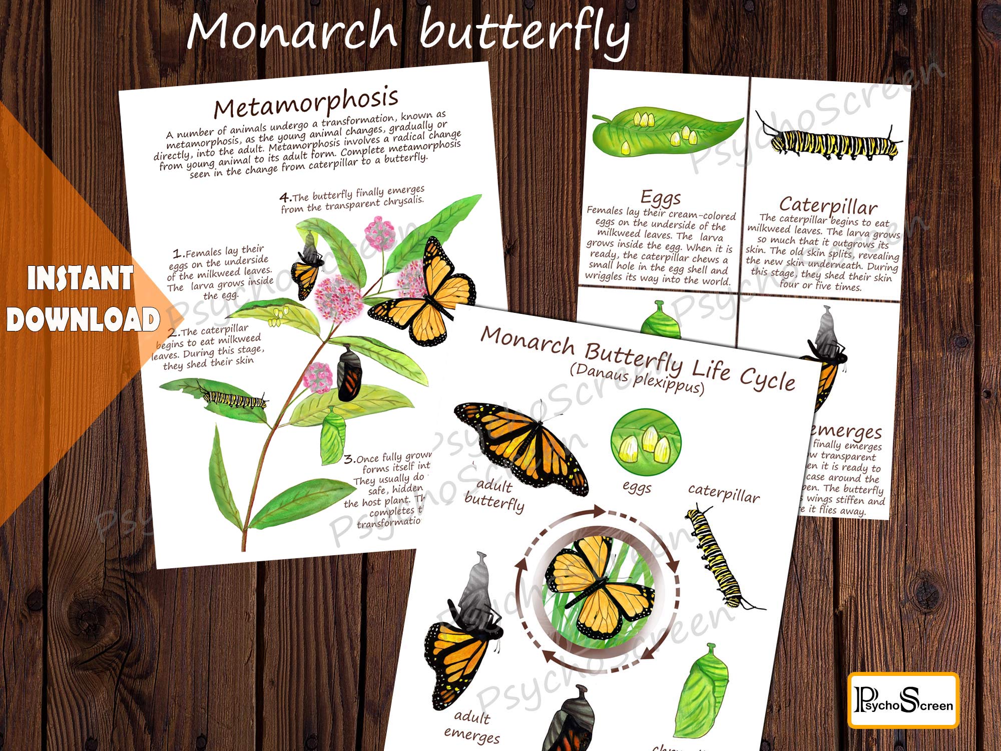 MONARCH BUTTERFLY Unit Study, MEGA Printable butterfly - anatomy, life ...