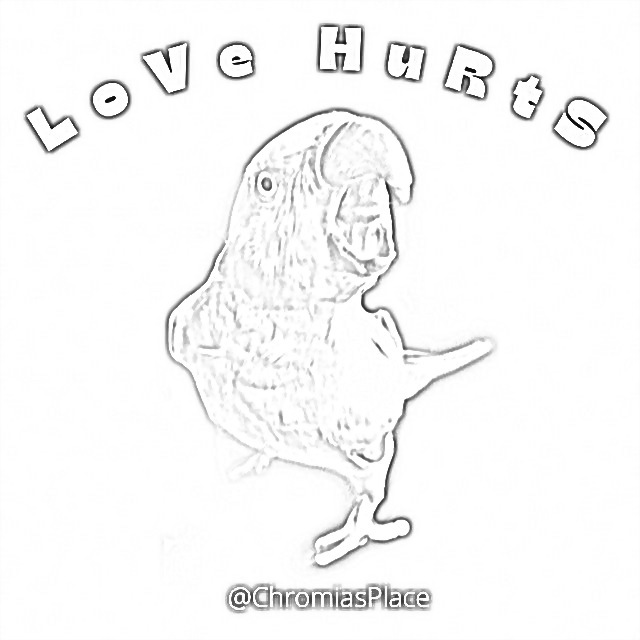 Indian Ringneck Love Hurts Meme Colouring Page