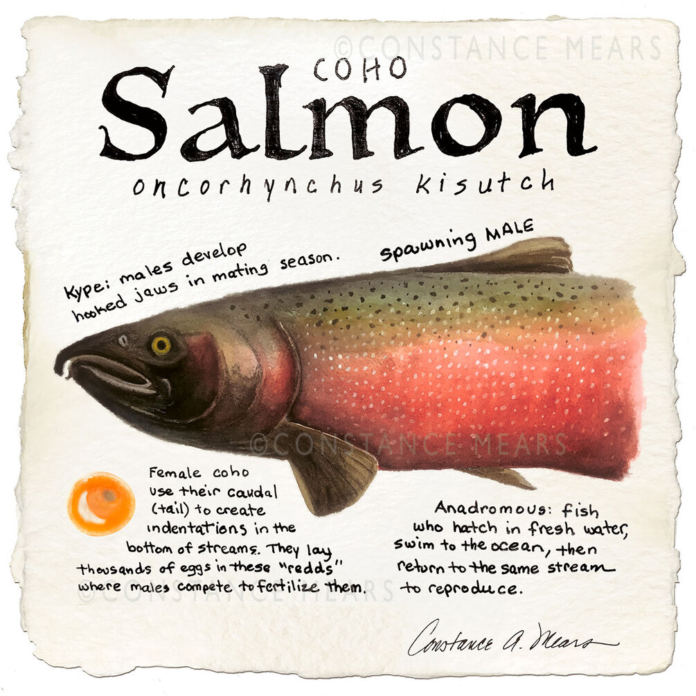 Coho Salmon Gicleé Print