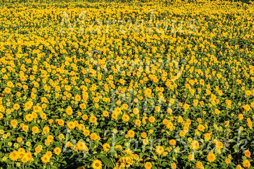 180901_04_013,014,015