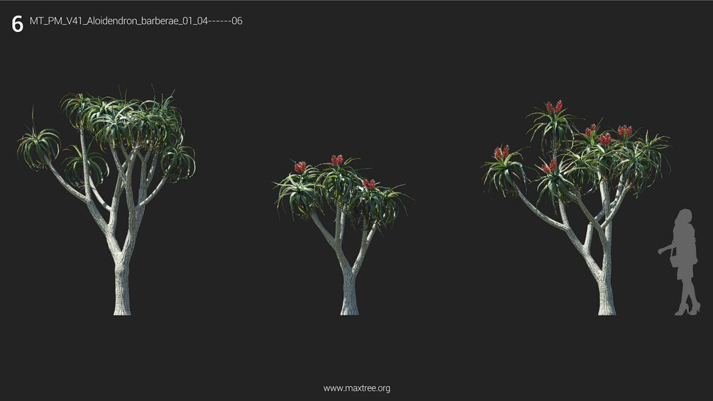 Maxtree Plant Models Vol 41