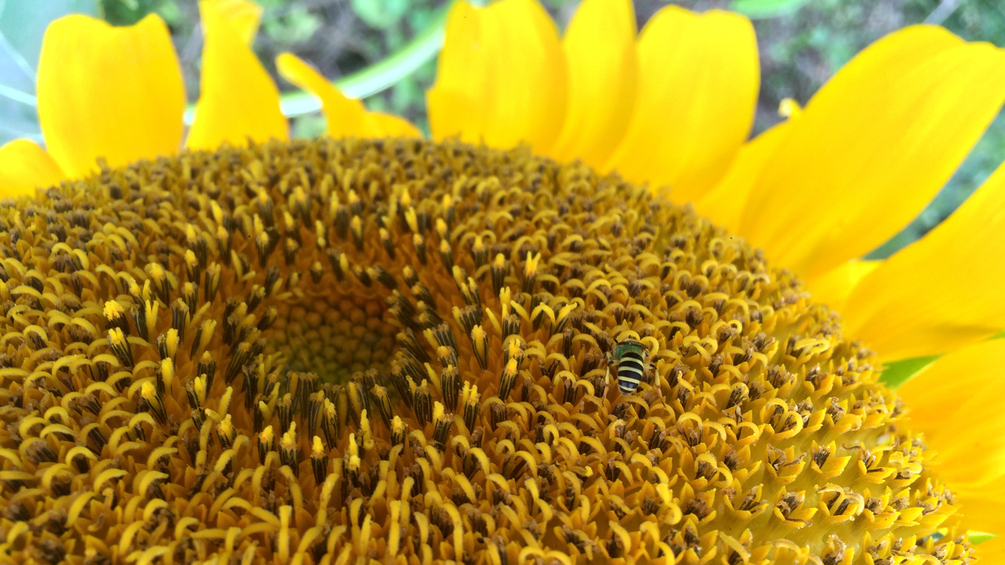 Pollinator Paradise Premium - Class + Bonuses