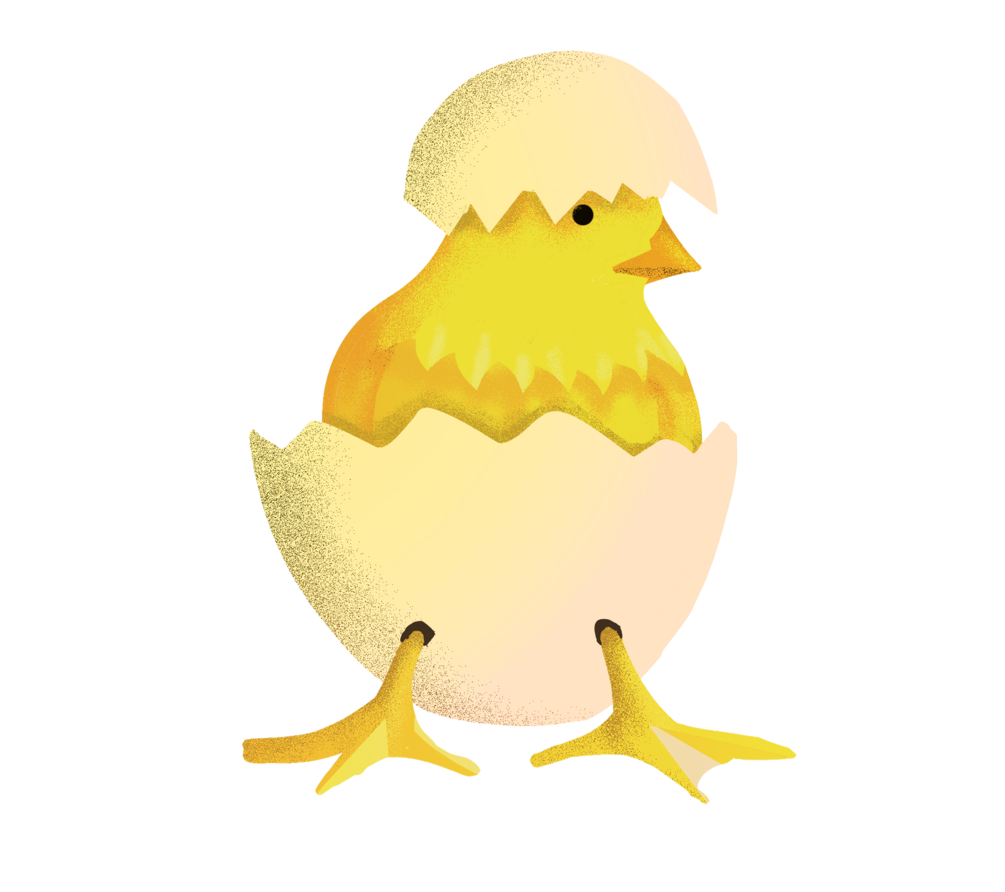 Chick Hatching from Egg